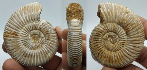 Perisphinctes virguloides | PalaeoStore