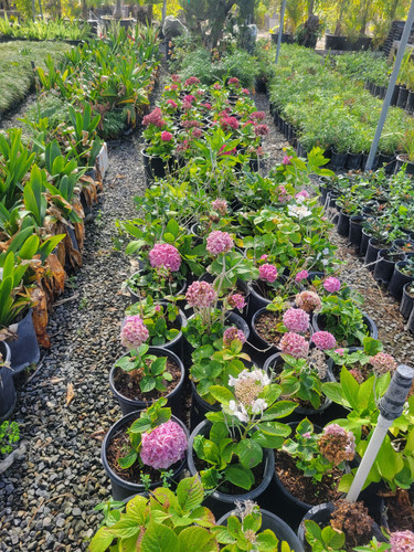 Hydrangeas 5 Gal | Ohara & Sons Landsca