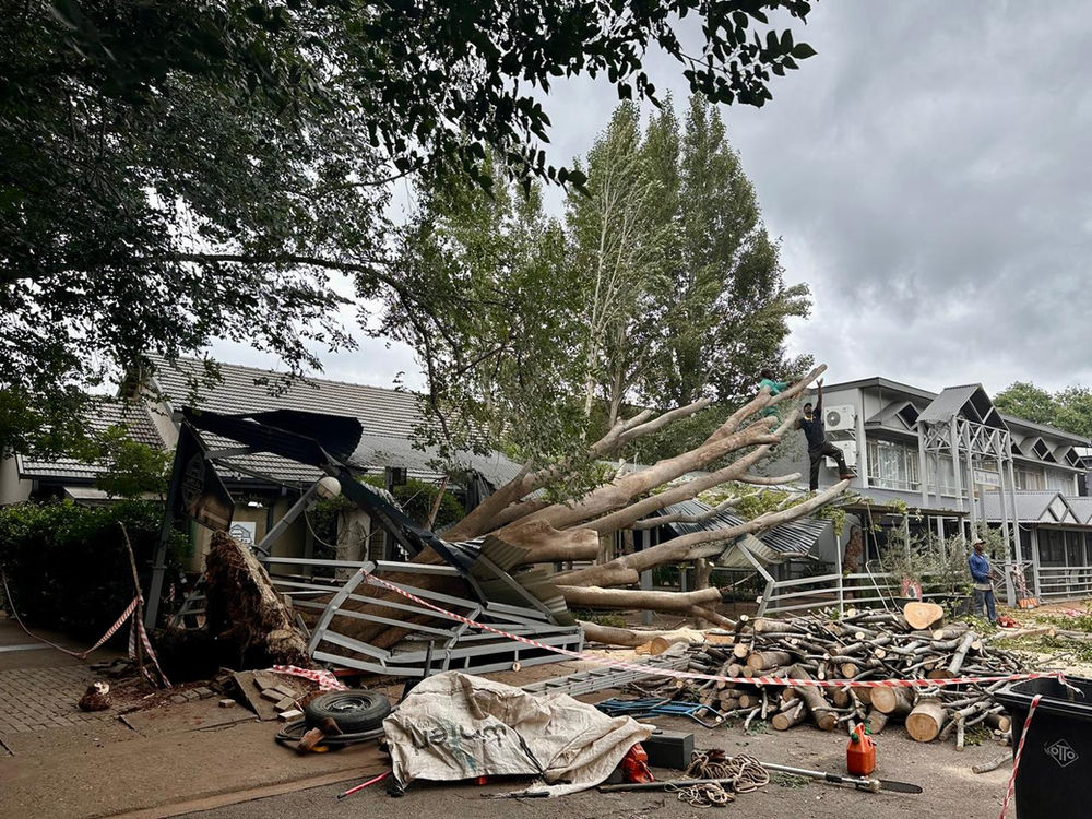 Bekende 'deMilko koelteboom' val om | The Go-To Guy