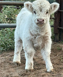 Mini Highland Cattle for Sale | Rocking L Ranch