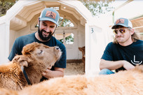 Mini Highland Cattle Gallery | Rocking L Ranch