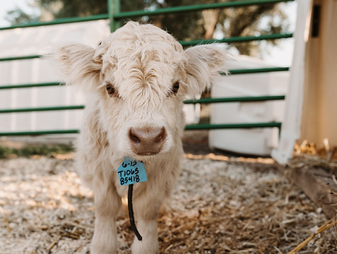 Mini Highland Cattle for Sale | Rocking L Ranch