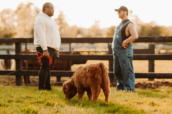 Mini Highland Cattle Gallery | Rocking L Ranch