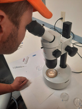 Our Cattle Breeding Program | Rocking L Ranch