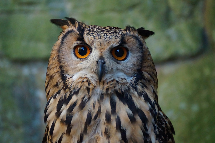 Owls | Brockswood Animal Sanctuary