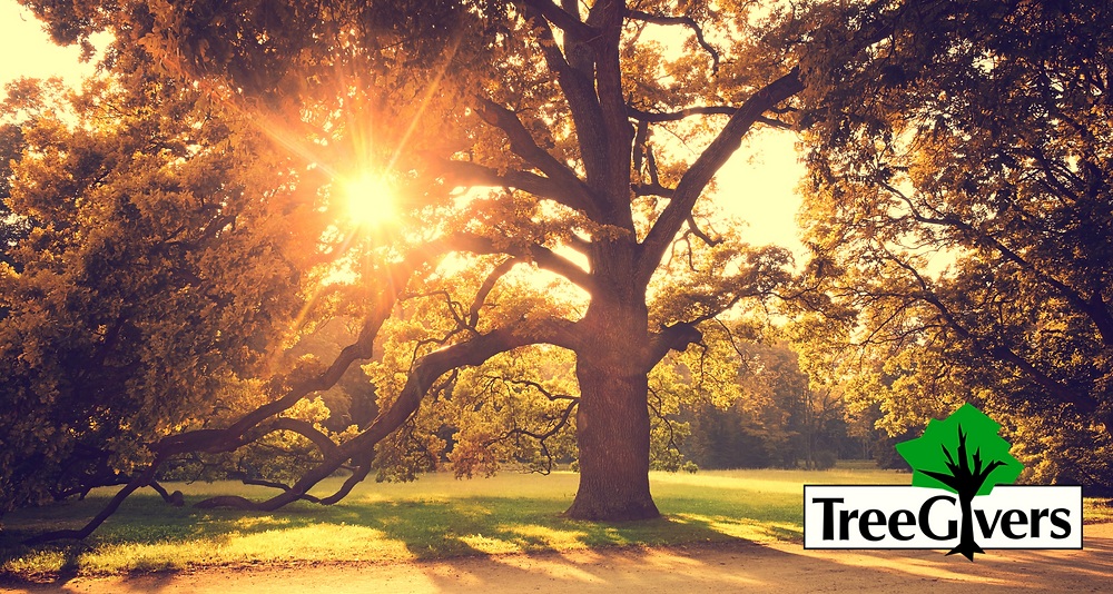 Organic Connection: Tree Planting Symbolism & the Environmental ...