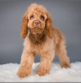 Cockapoos