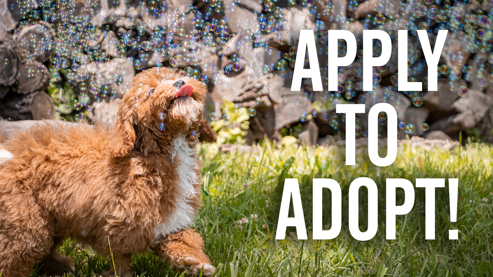 Apply to Adopt | Deaz Doodle Ranch