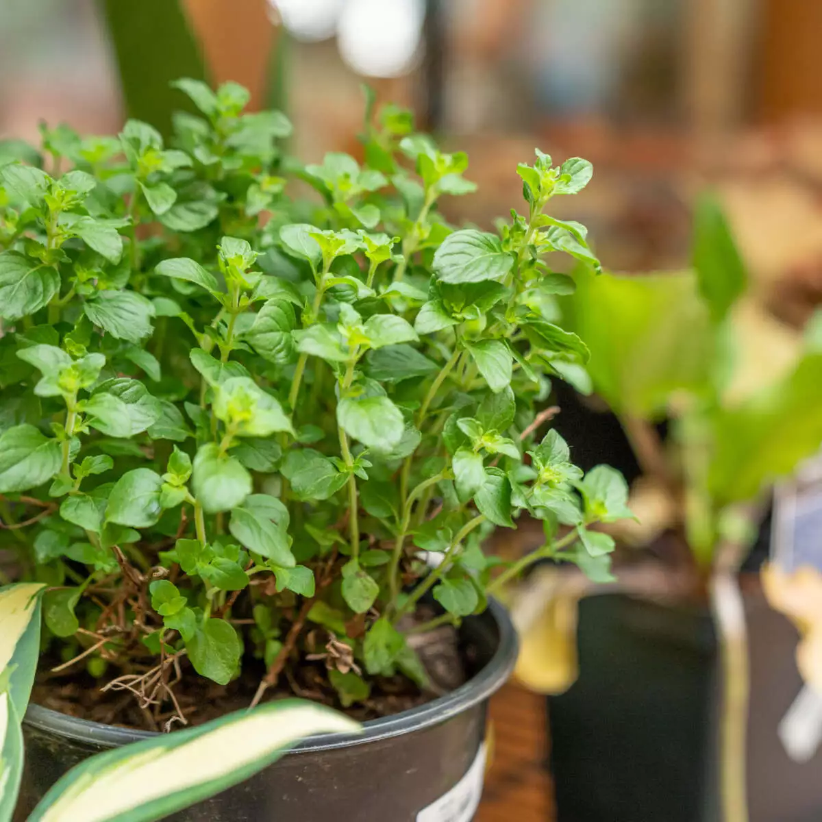 Home | Moonwise Herbs | Herbal Products, Events, & Education | Wisconsin