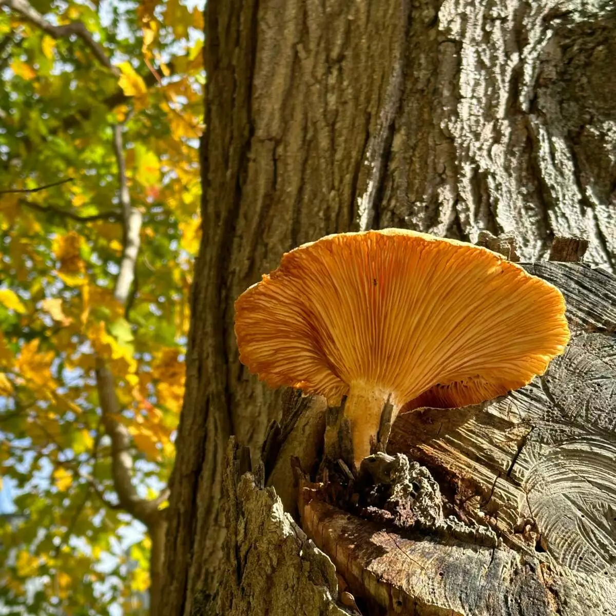 Home | Moonwise Herbs | Herbal Products, Events, & Education | Wisconsin