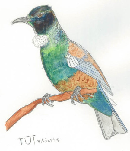 Tui card +envelope | Eagle Eye