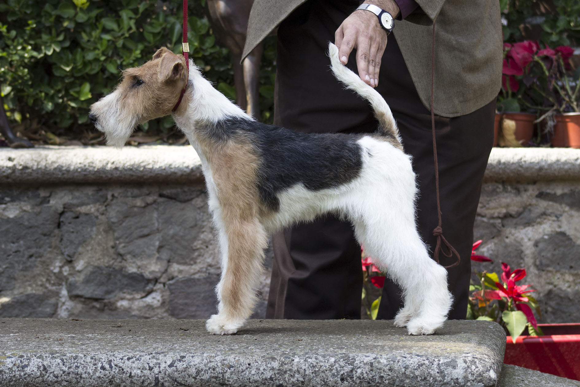 Miranda Fox Terrier | Bedlington Terrier | Stripping | Ciudad de Méxic