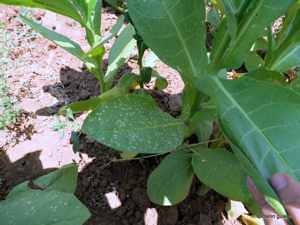 Weather fleck | Fair Trade Tobacco | How to Grow, Cure and Process Tobacco.