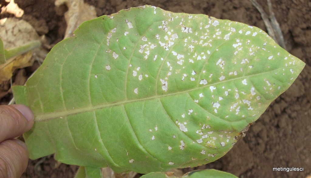 Weather fleck | Fair Trade Tobacco | How to Grow, Cure and Process Tobacco.