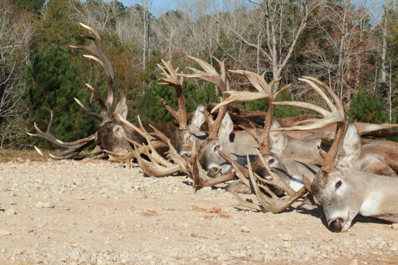 Texas Trophy Whitetail Hunting
