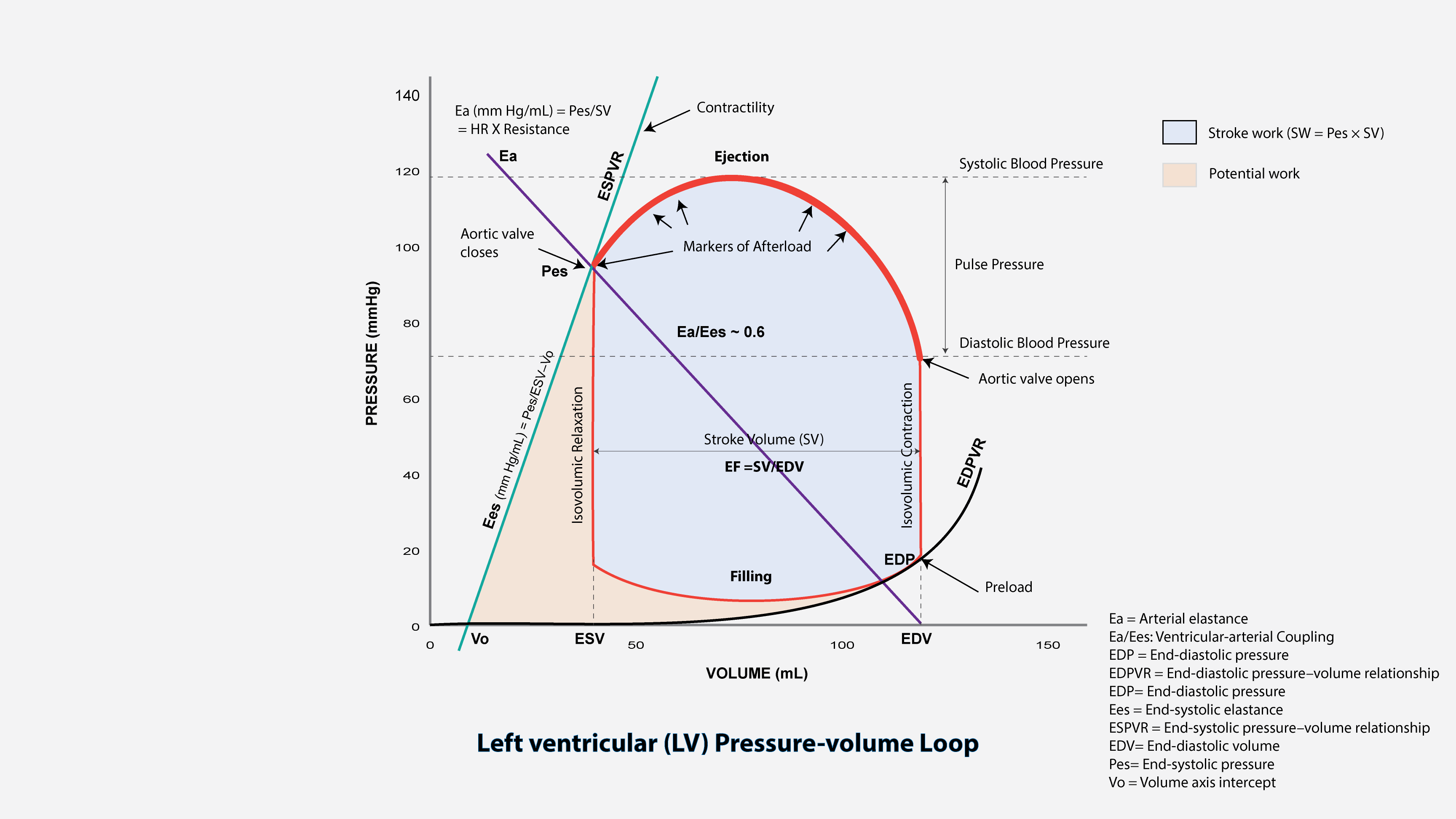 Left Ventricular Pressure Volume Loop Contractility And Stroke Volume