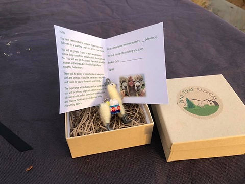 alpaca gift experience