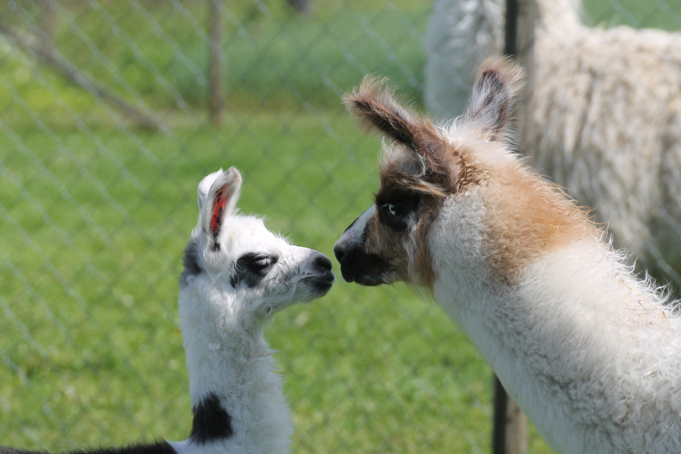 Metsalammen laamat | Villalaamat | Wooly llamas | Finland | crops