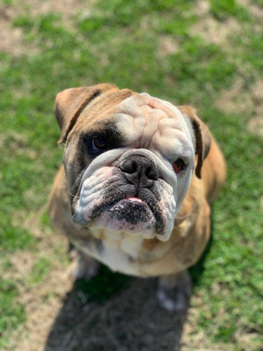 Ranger | Bully For You