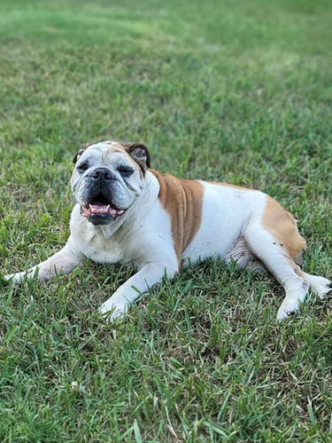 Brick | Bully For You