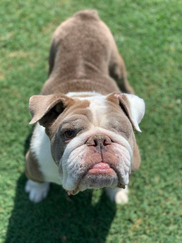 Teddy | Bully For You