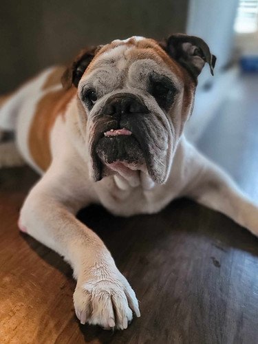 Brick | Bully For You