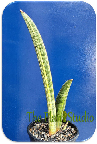 Sansevieria hallii 'Baseball Bat' variegated (1+ feet tall) |INR 1999