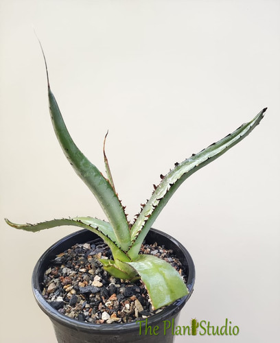 Agave megalodonta (seed grown) mutant teeth |INR 1299