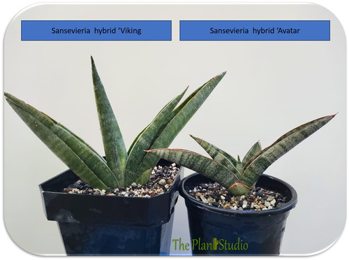Sansevieria hybrid 'Viking' & Sansevieria hybrid 'Avatar' |INR 1099