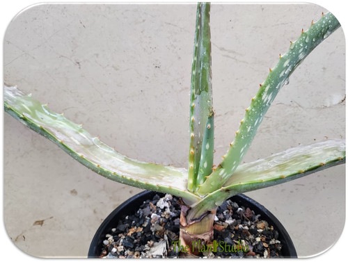 Aloe littoralis (Tree Aloe; Rare in cultivation) |INR 1999