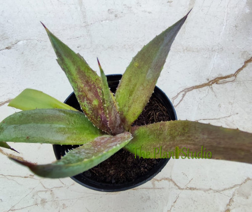 Mangave 'Red Wing' (Red Wing Mangave) |INR 649