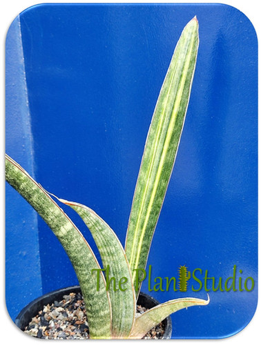Sansevieria hallii 'Baseball Bat' variegated (1+ feet tall) |INR 2349