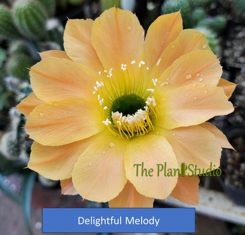 7 x Echinopsis hybrid 'Delightful Melody' |INR 849