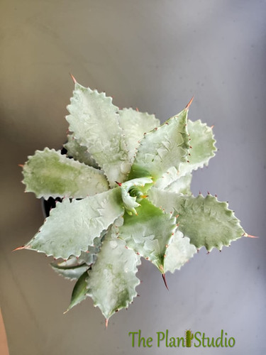 Agave isthemensis (Spanish clone) - specimen picture for reference ...