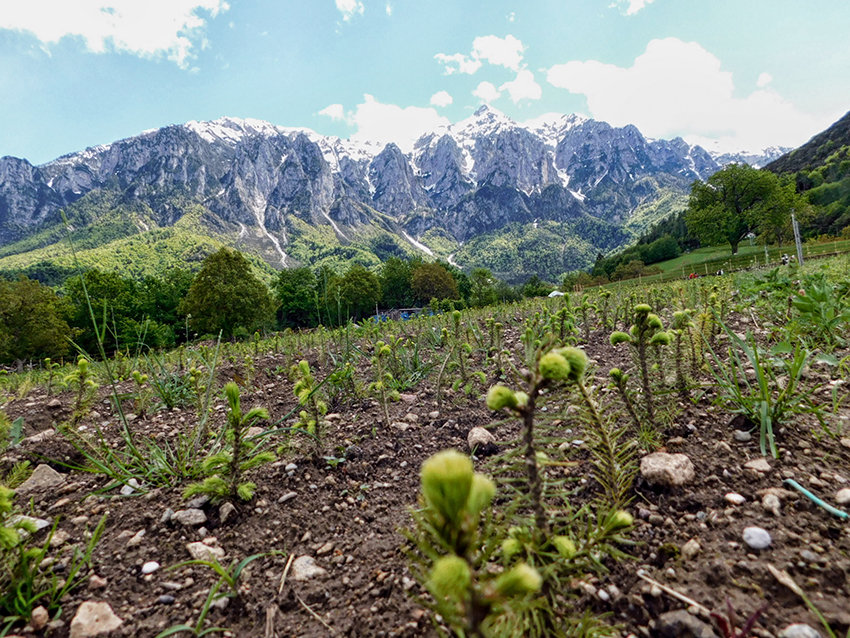 Val di Sella: da qui le piante per Vaia...e non solo