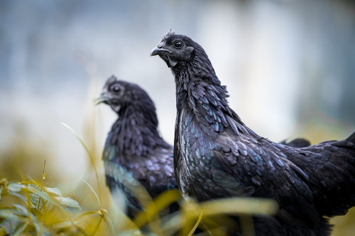 Ayam Cemani Chicken - Pullets and Cockerel available | BARRETT HATCHERY R