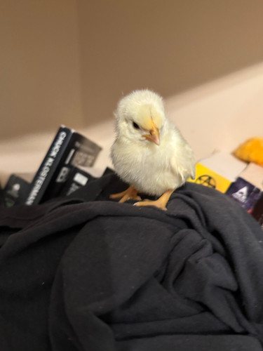 Serama Chicks - Bantam, Straight Run | BARRETT HATCHERY R