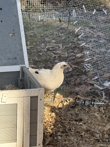 Zombie (aka Moonbeam) Chicks - Straight Run | BARRETT HATCHERY R