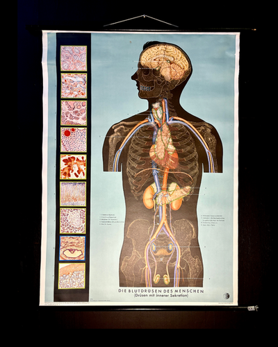 Anatomical Poster c.1958 | Waimea Vintage