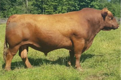 Bova-Tech Ltd. Red Angus Sires