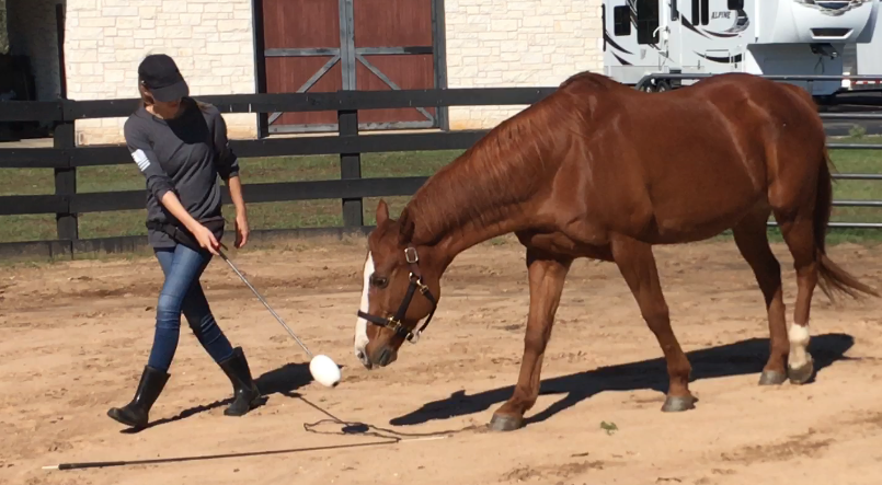 Clicker Training // How To Get Started