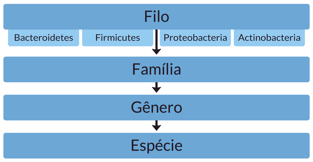 Conhecendo as bactérias da microbiota intestinal