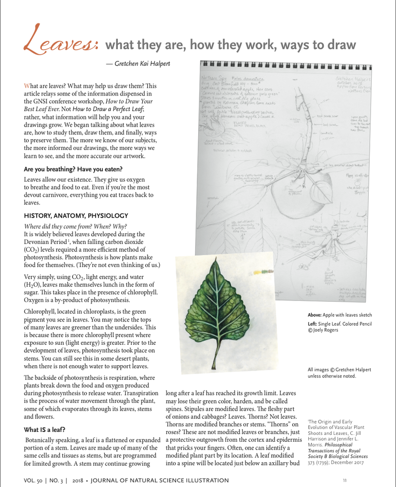 Leaves: what they are, how they work, ways to draw