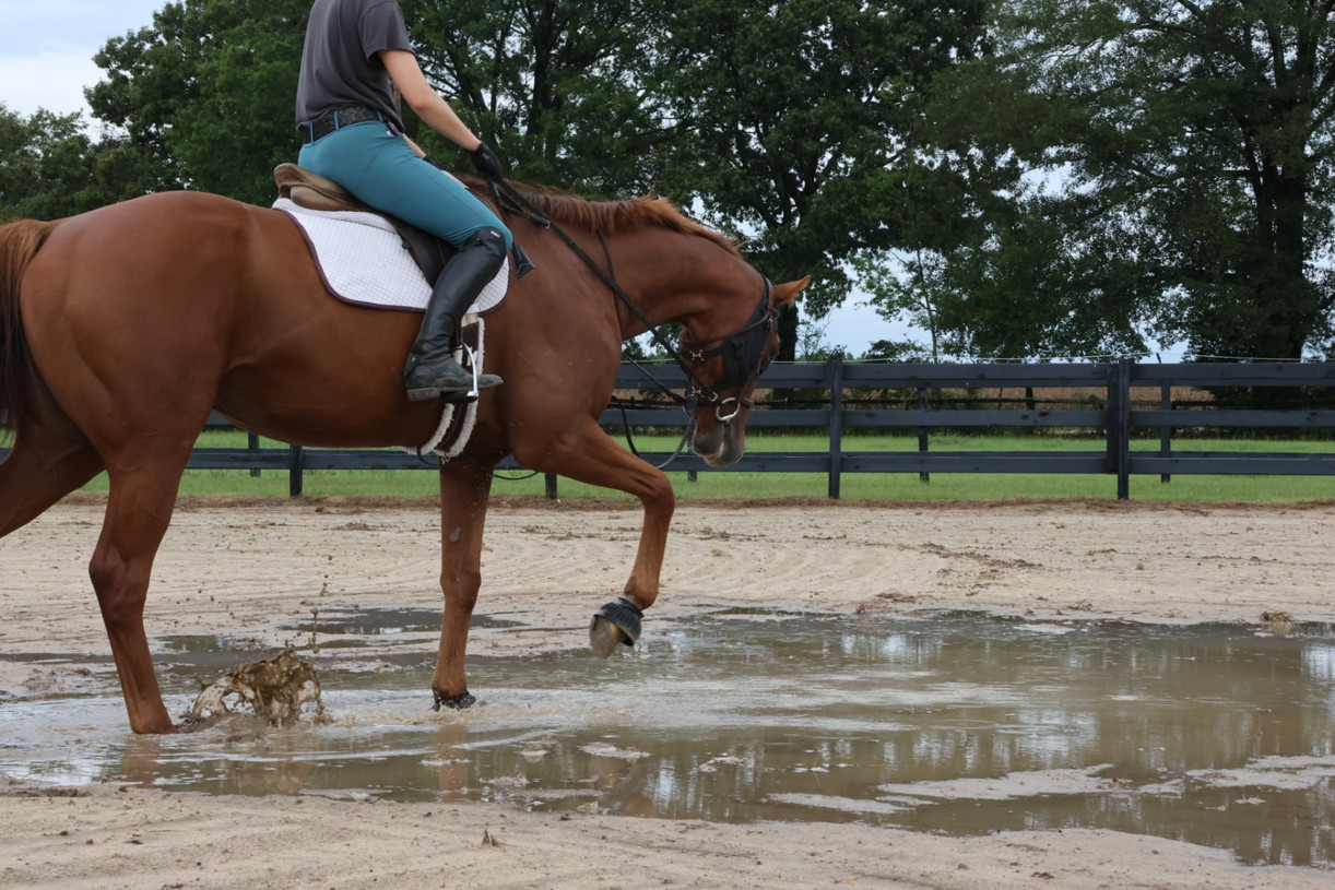 Adoptable Horses | Second Wind Thoroughbred Project | SC