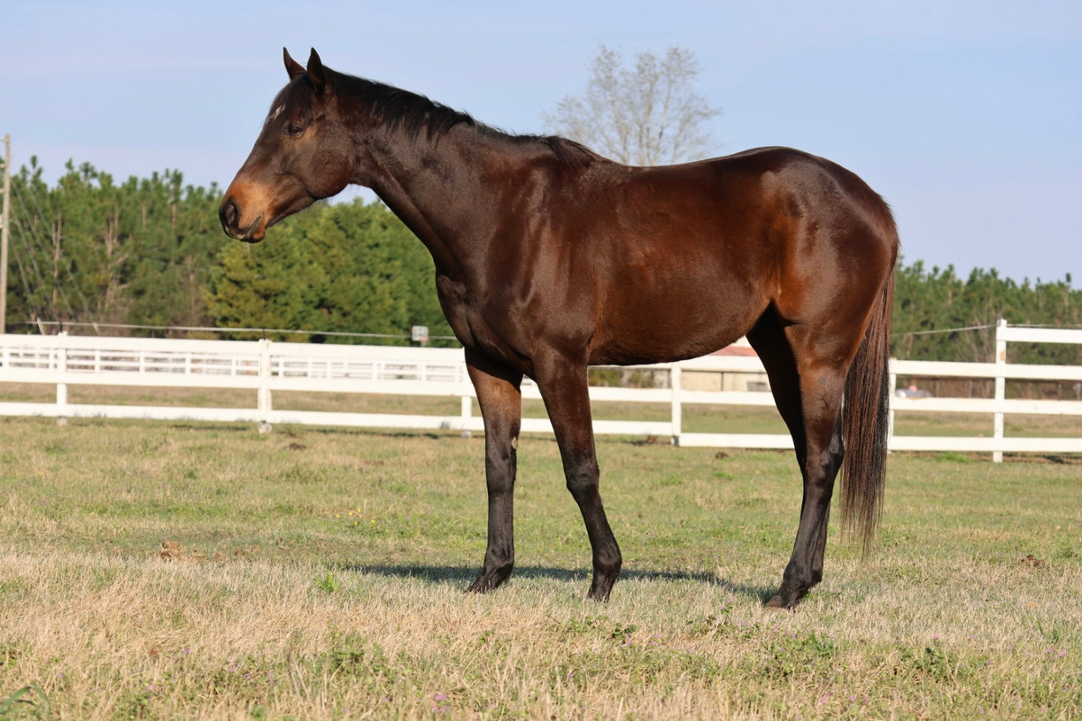 Adoptable Horses | Second Wind Thoroughbred Project | SC
