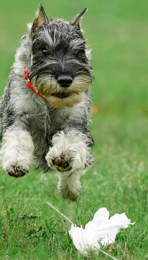 Seven | Uhlan Standard schnauzers