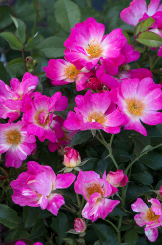 Riverbend Nurseries | Products