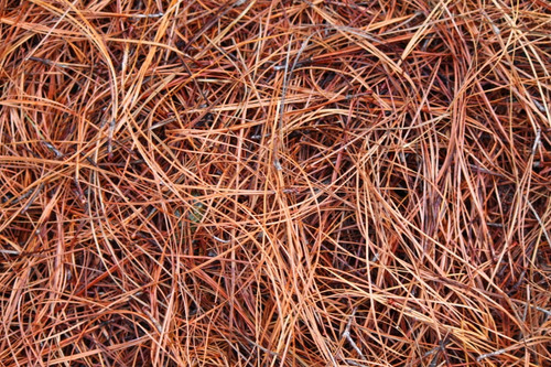 Pine Straw | riverbendnurseries