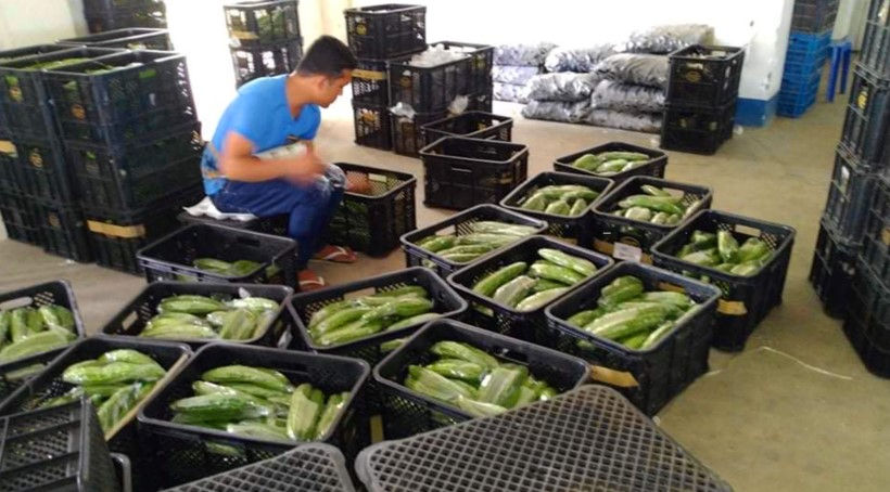 Solar-Powered Cold Storage Facility Increase Shelf Life of Vegetables ...