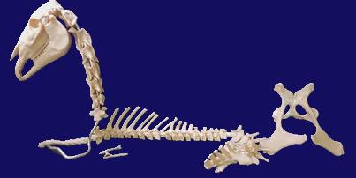 Equine Head ,Hyoid, Cervical, Thoracic,Lumbar,Sacral and Caudal ...